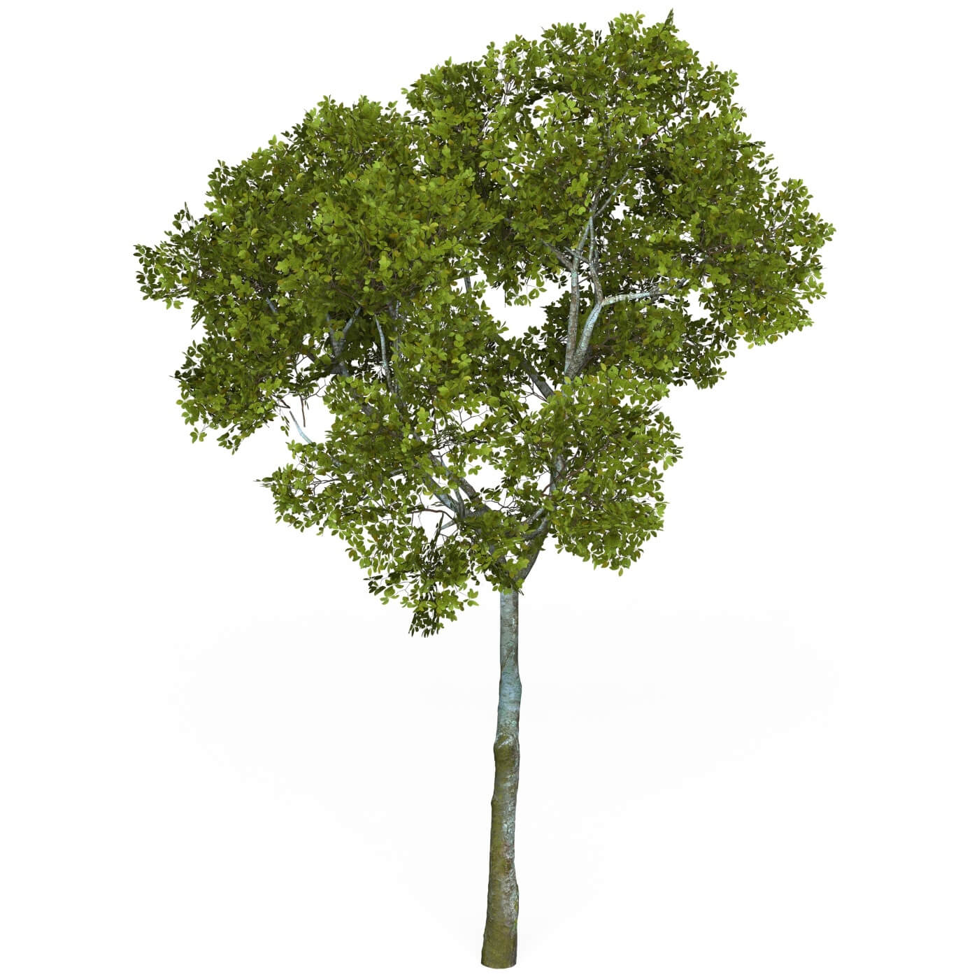 Game Ready Tree 14 - 3D Model by TreeWorld3d