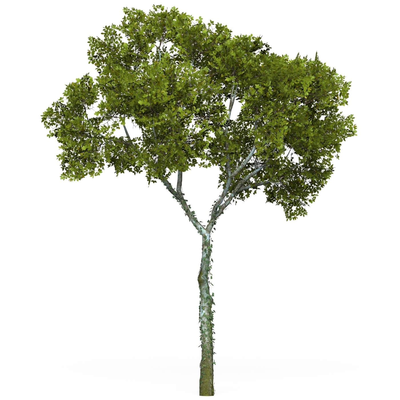 Game Ready Tree 15 - 3D Model by TreeWorld3d