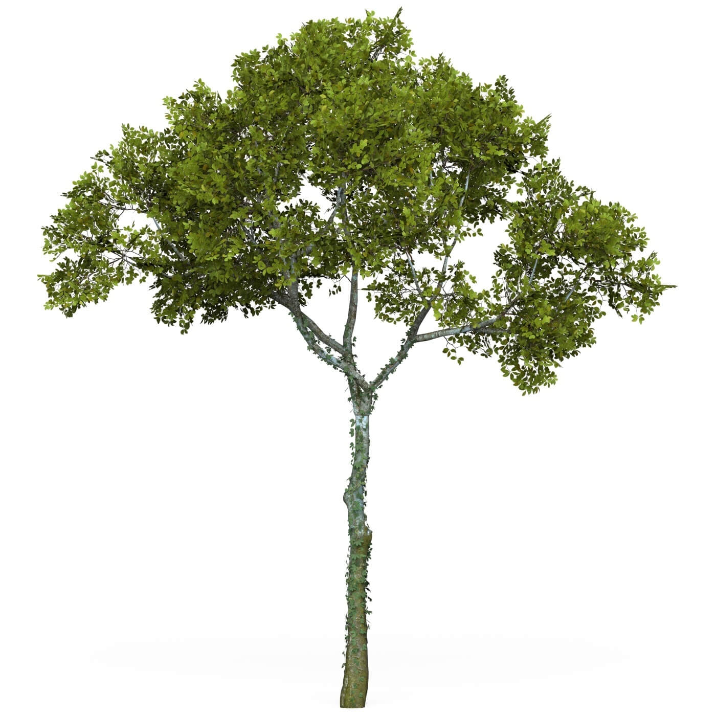 Game Ready Tree 15 - 3D Model by TreeWorld3d