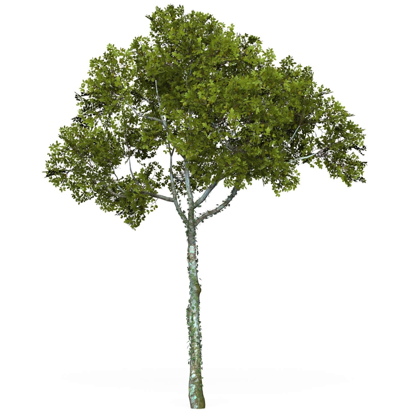 Game Ready Tree 15 - 3D Model by TreeWorld3d
