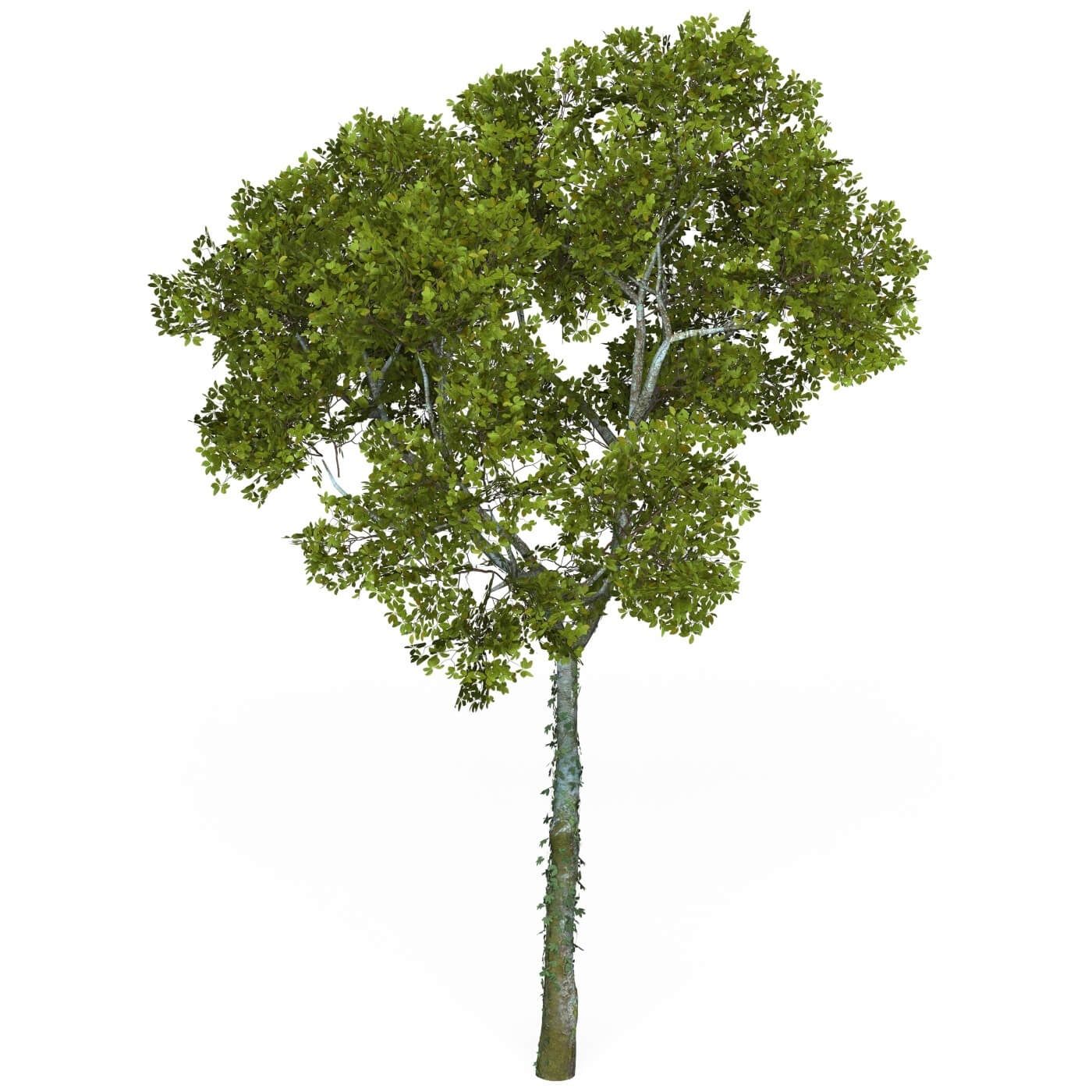 Game Ready Tree 15 - 3D Model by TreeWorld3d