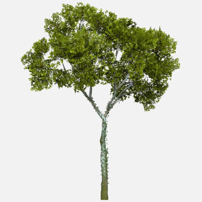 Game Ready Tree 15 - 3D Model by TreeWorld3d
