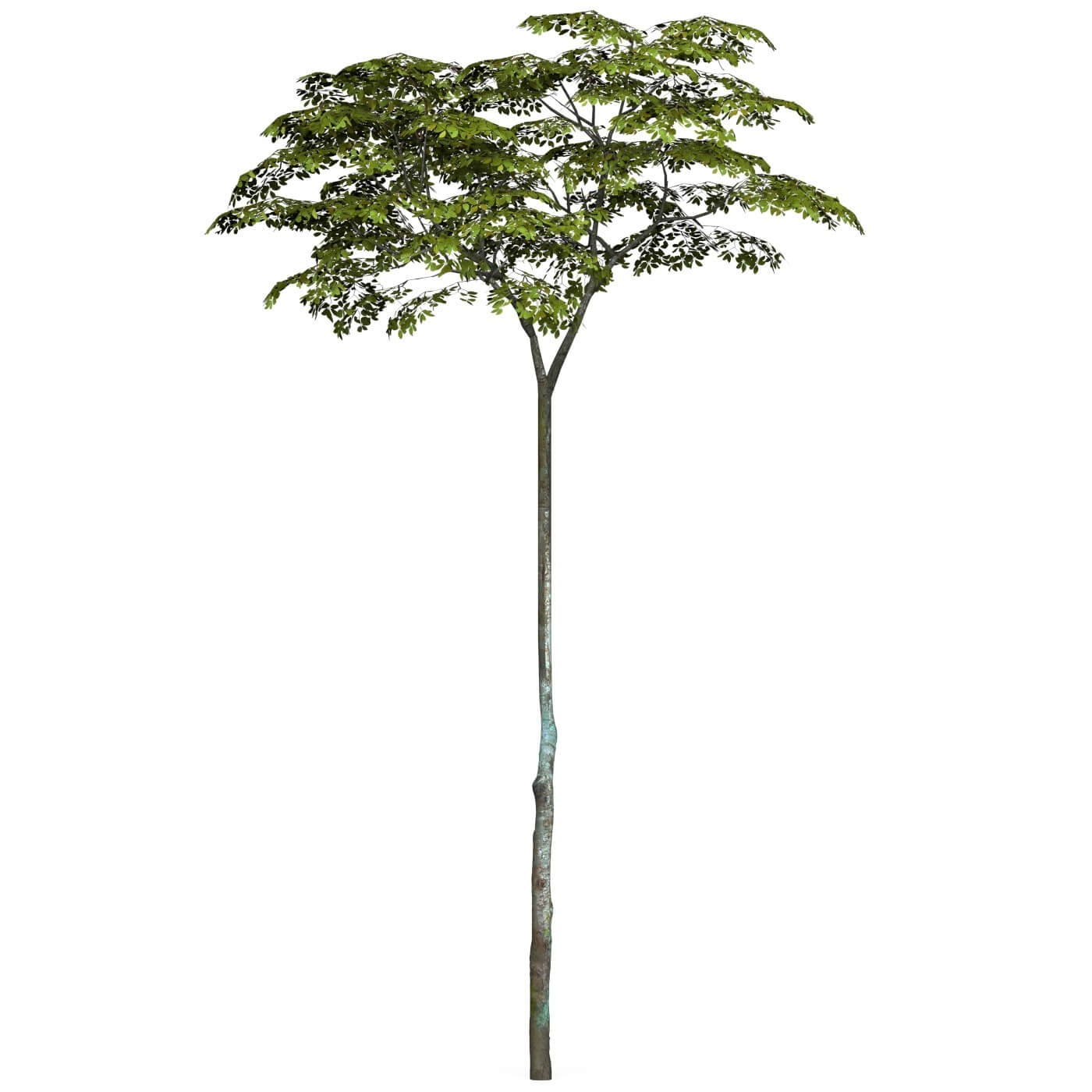 Game Ready Tree 16 - 3D Model by TreeWorld3d