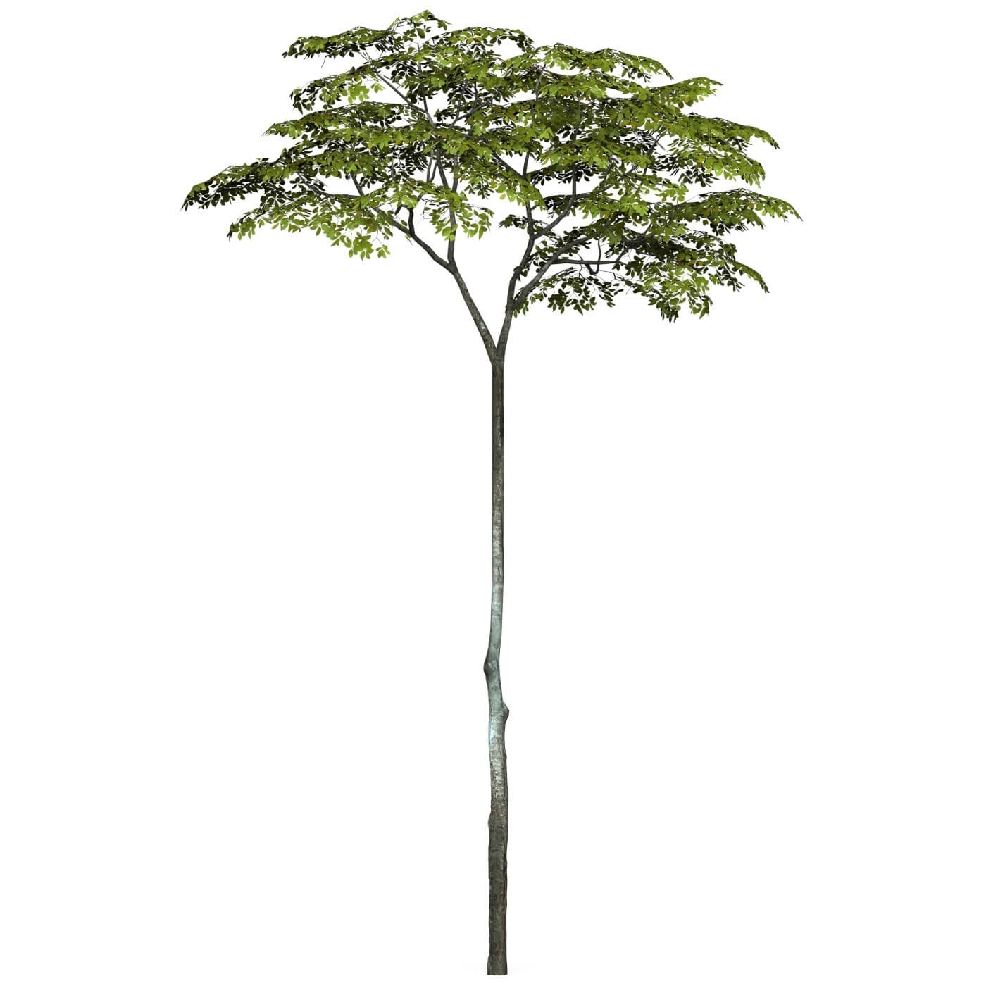 Game Ready Tree 16 - 3D Model by TreeWorld3d