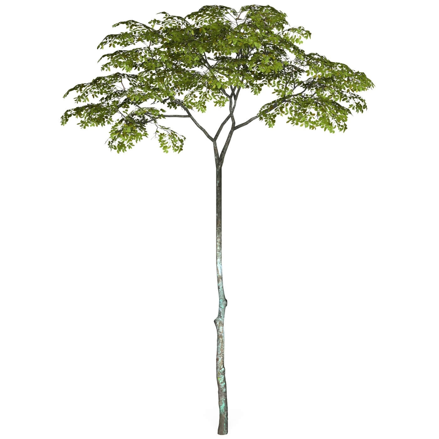 Game Ready Tree 16 - 3D Model by TreeWorld3d