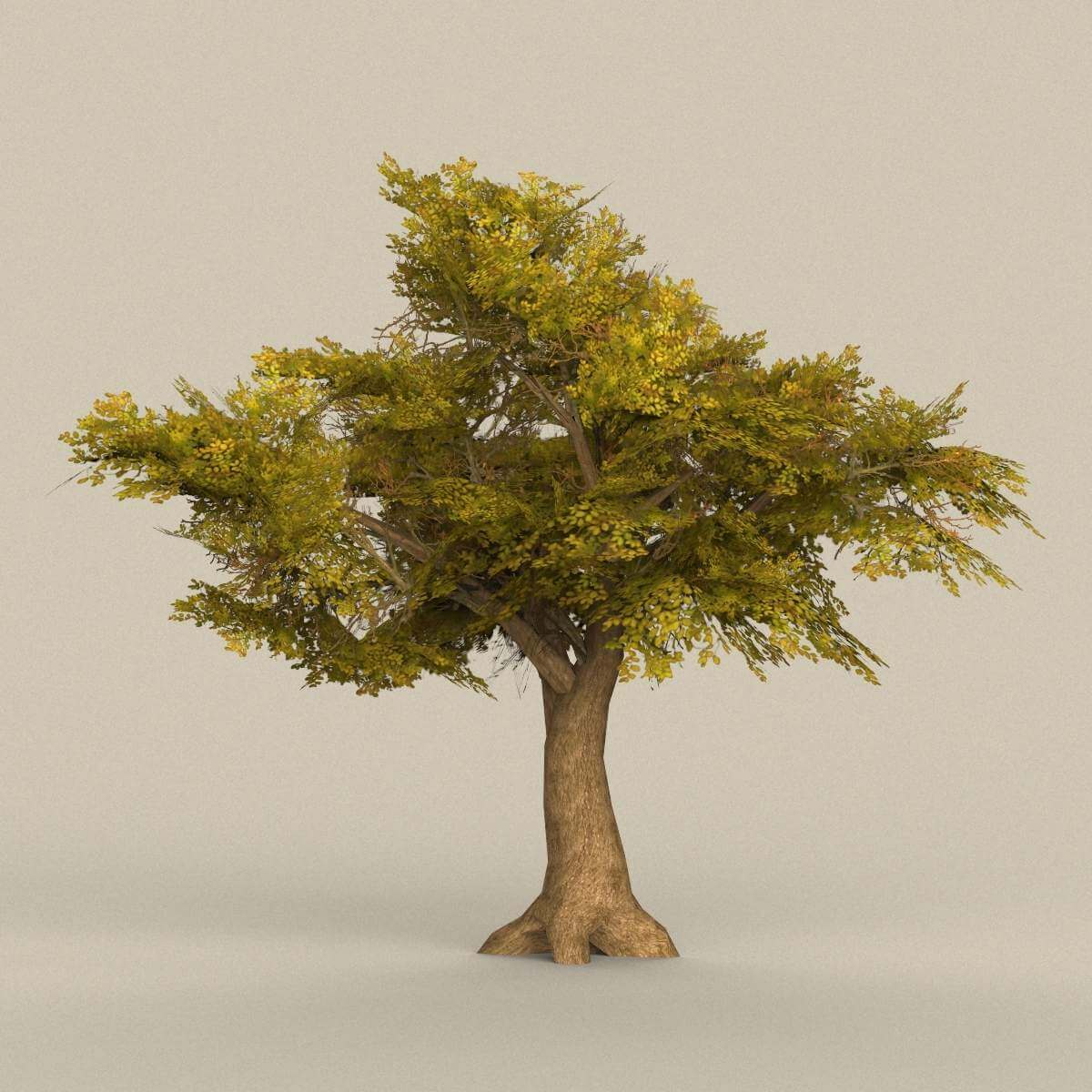 Tree 16 - 3D Model by TreeWorld3d