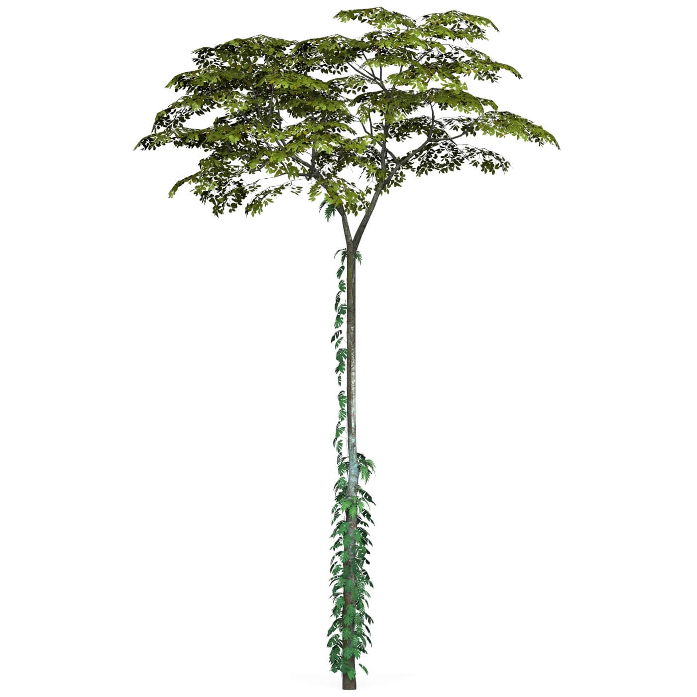 Game Ready Tree 17 - 3D Model by TreeWorld3d