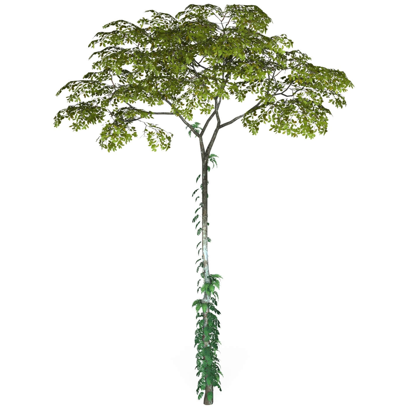 Game Ready Tree 17 - 3D Model by TreeWorld3d