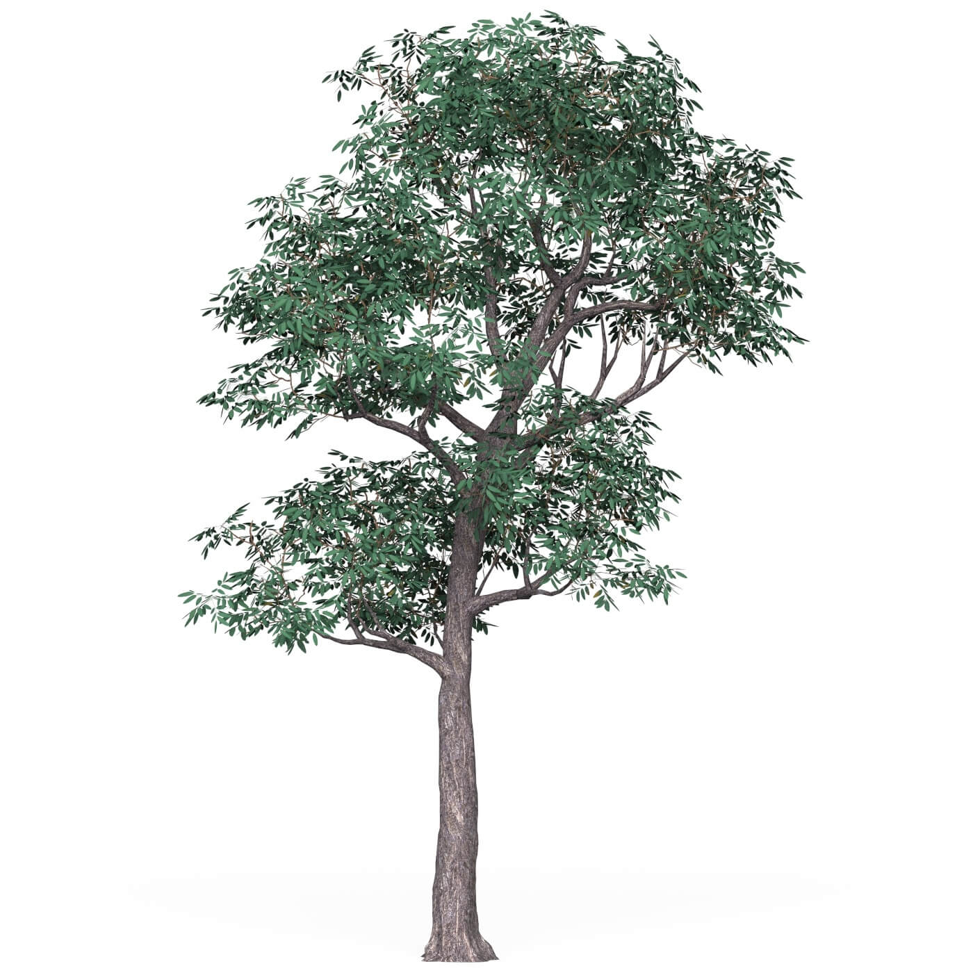 Game Ready Tree 18 - 3D Model by TreeWorld3d