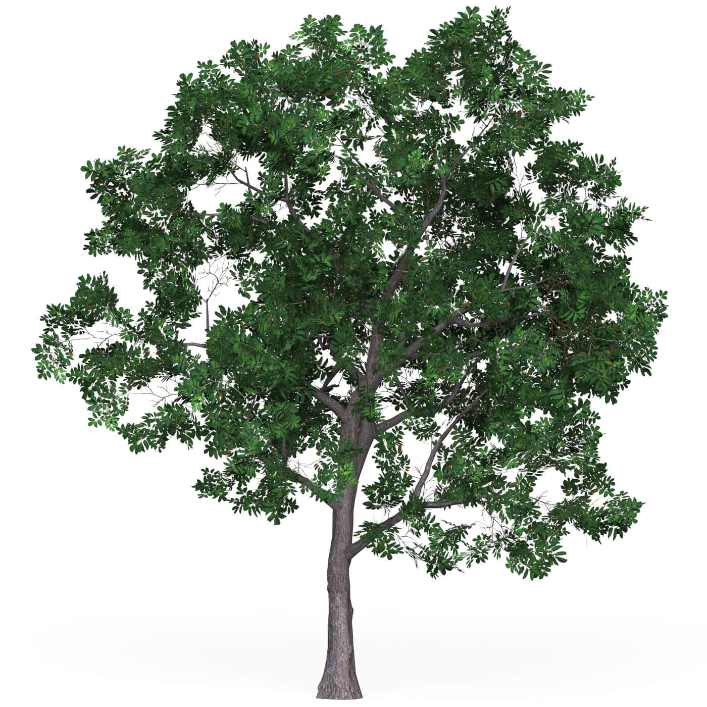 Game Ready Tree 19 - 3D Model by TreeWorld3d