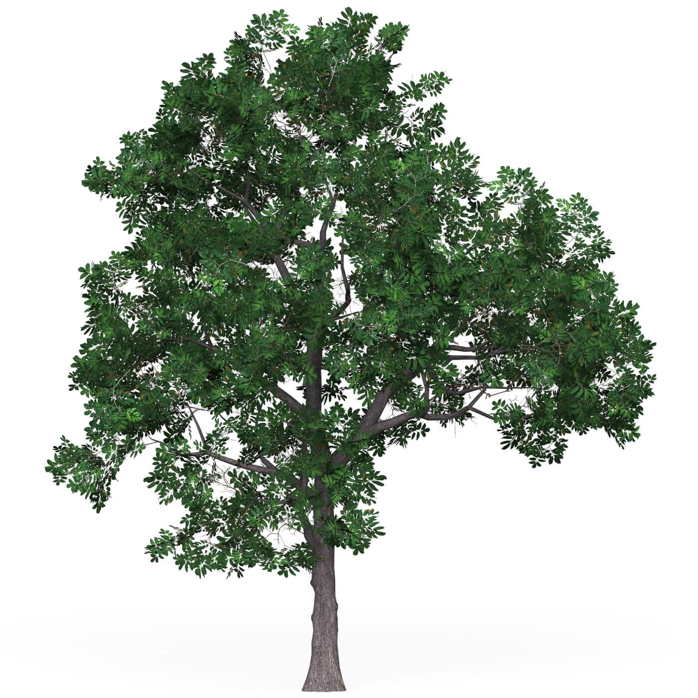Game Ready Tree 19 - 3D Model by TreeWorld3d