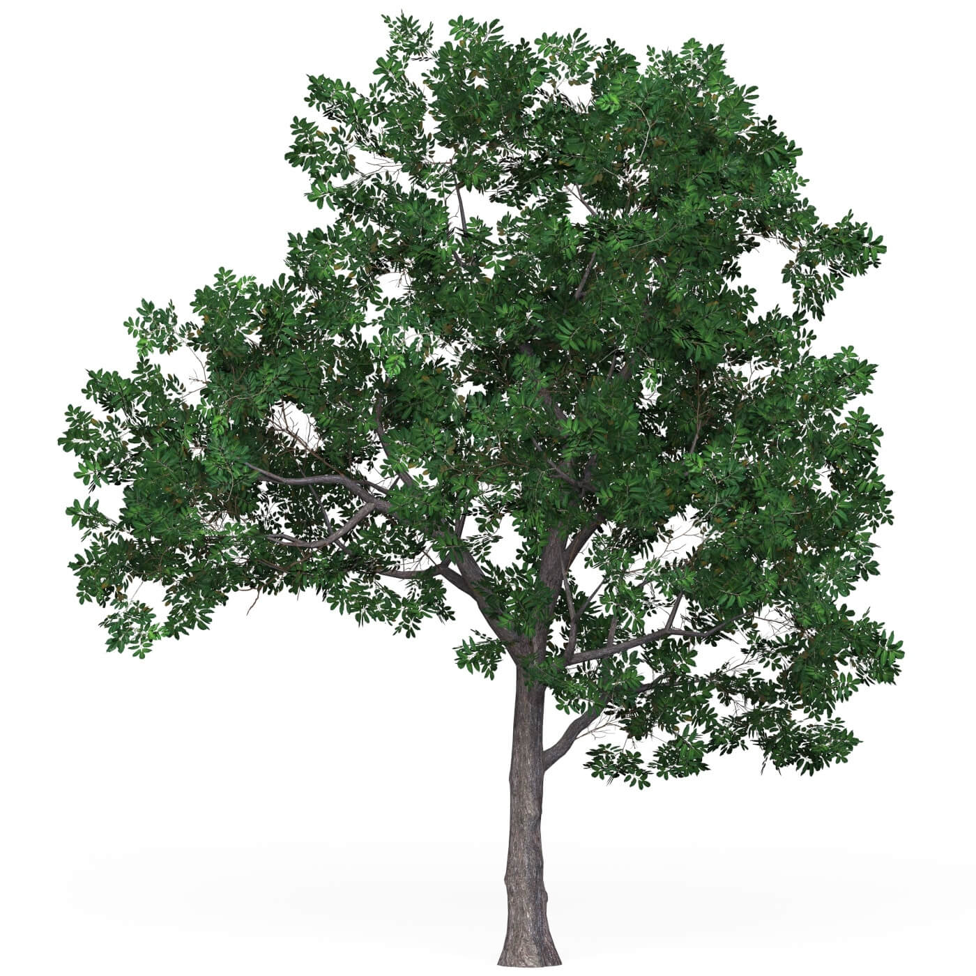 Game Ready Tree 19 - 3D Model by TreeWorld3d