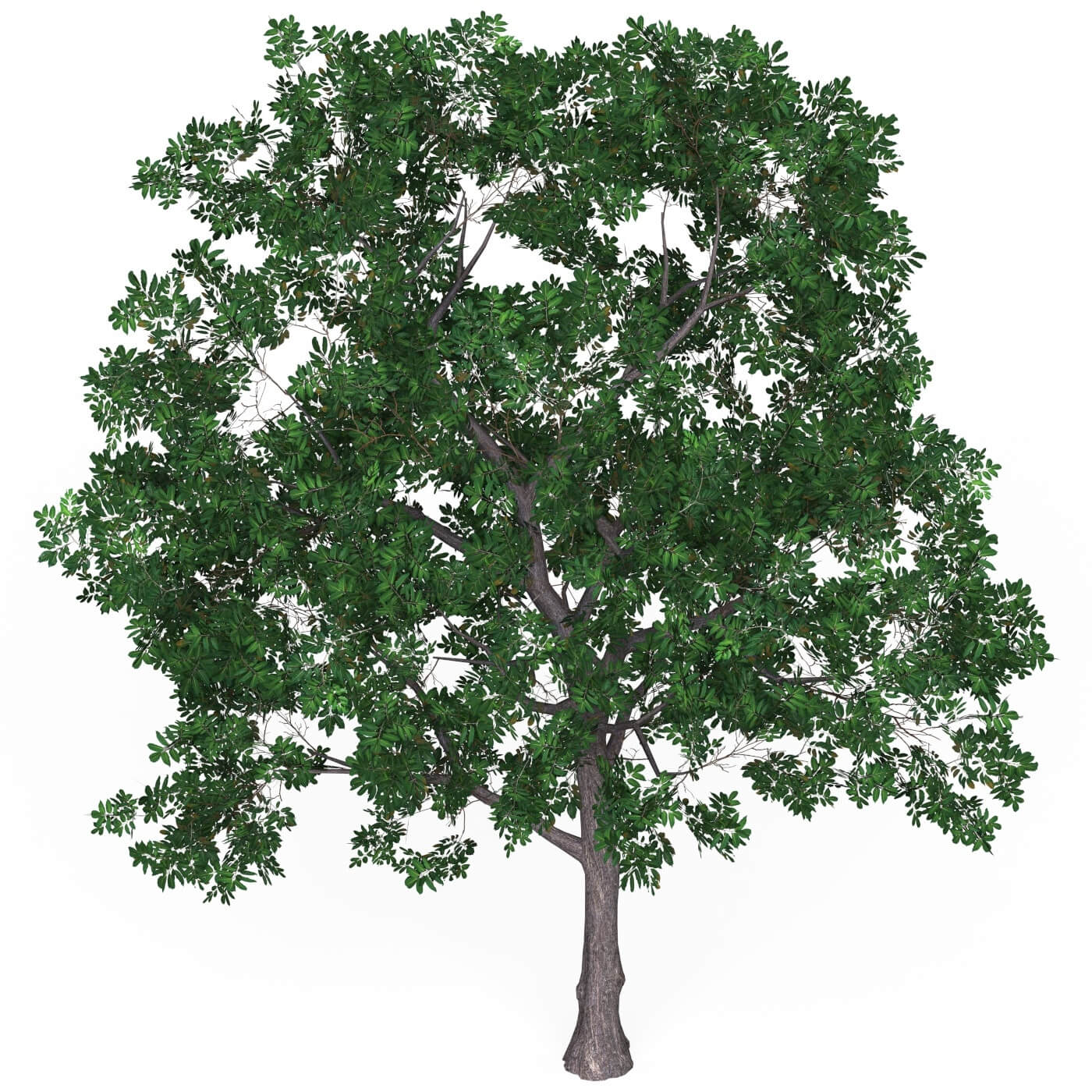 Game Ready Tree 19 - 3D Model by TreeWorld3d