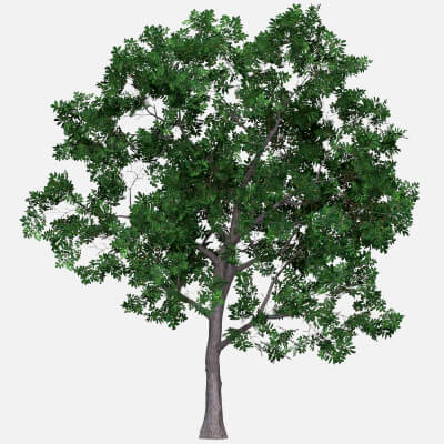 Game Ready Tree 19 - 3D Model by TreeWorld3d