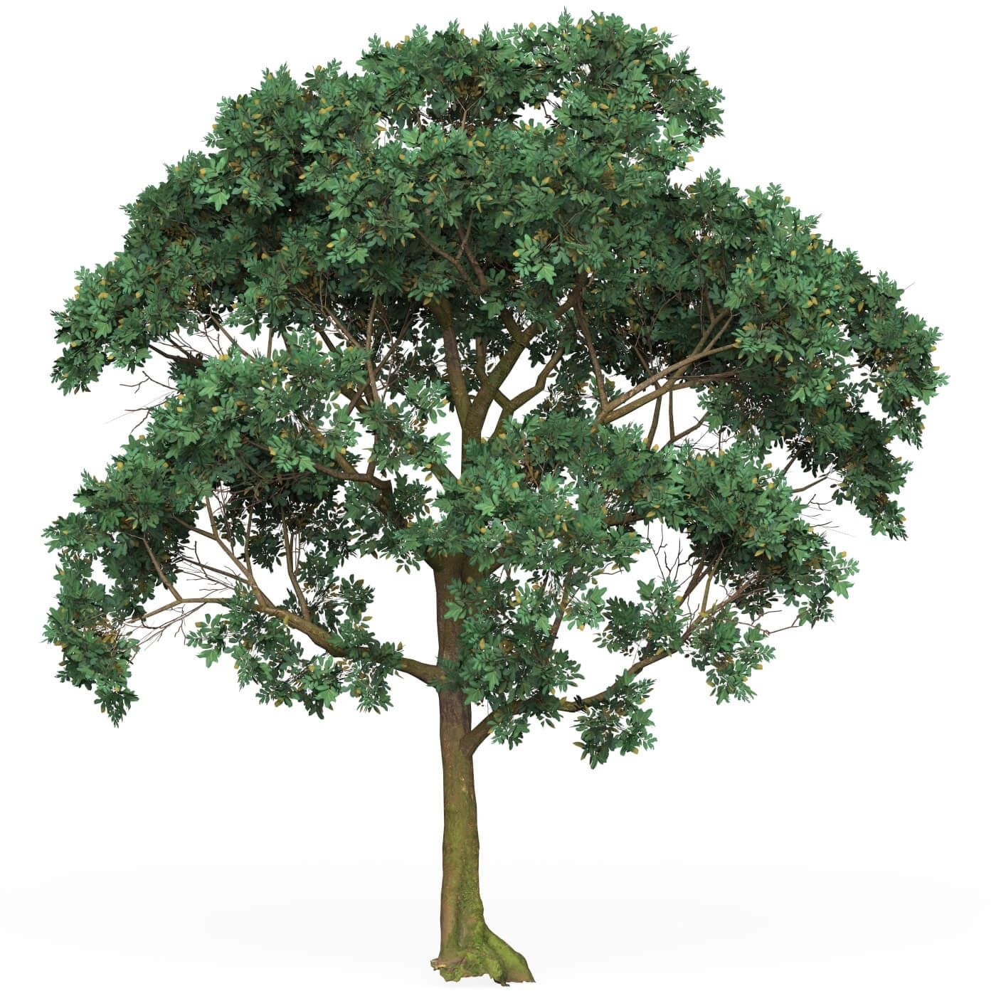 Game Ready Tree 20 - 3D Model by TreeWorld3d