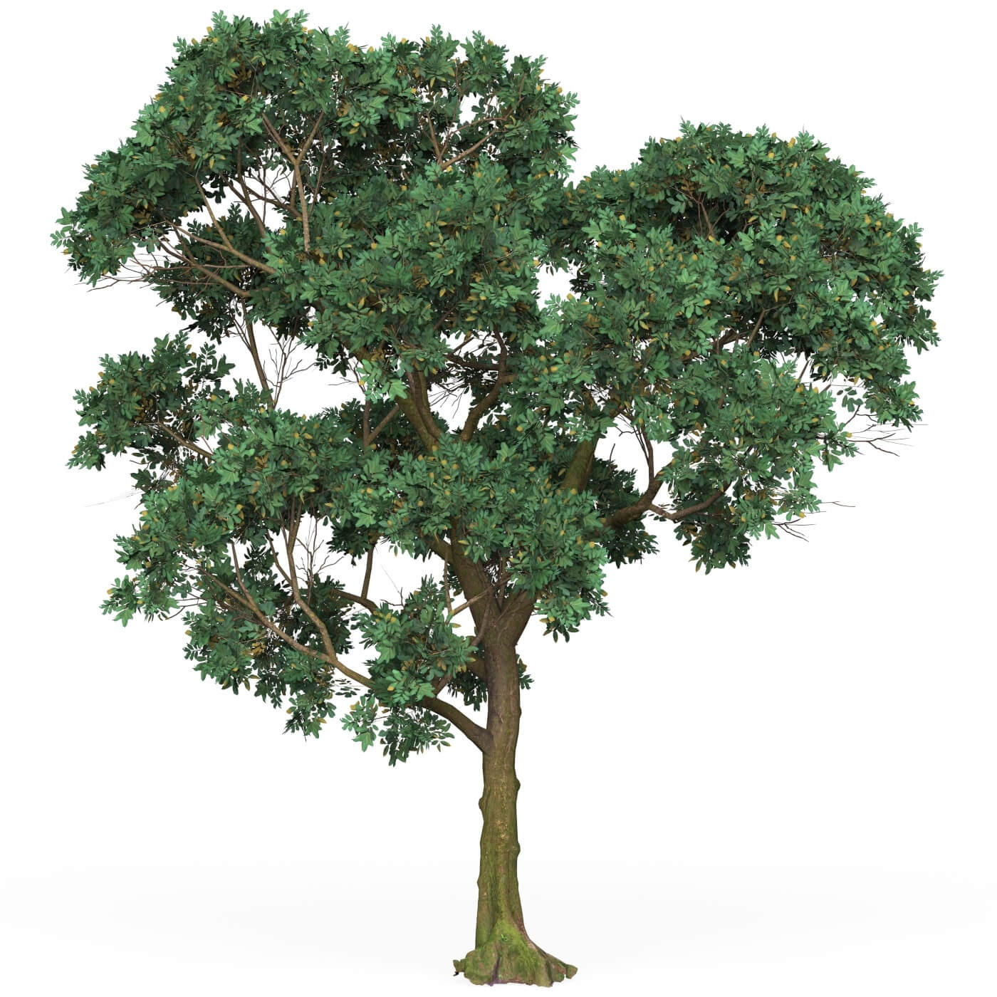 Game Ready Tree 20 - 3D Model by TreeWorld3d