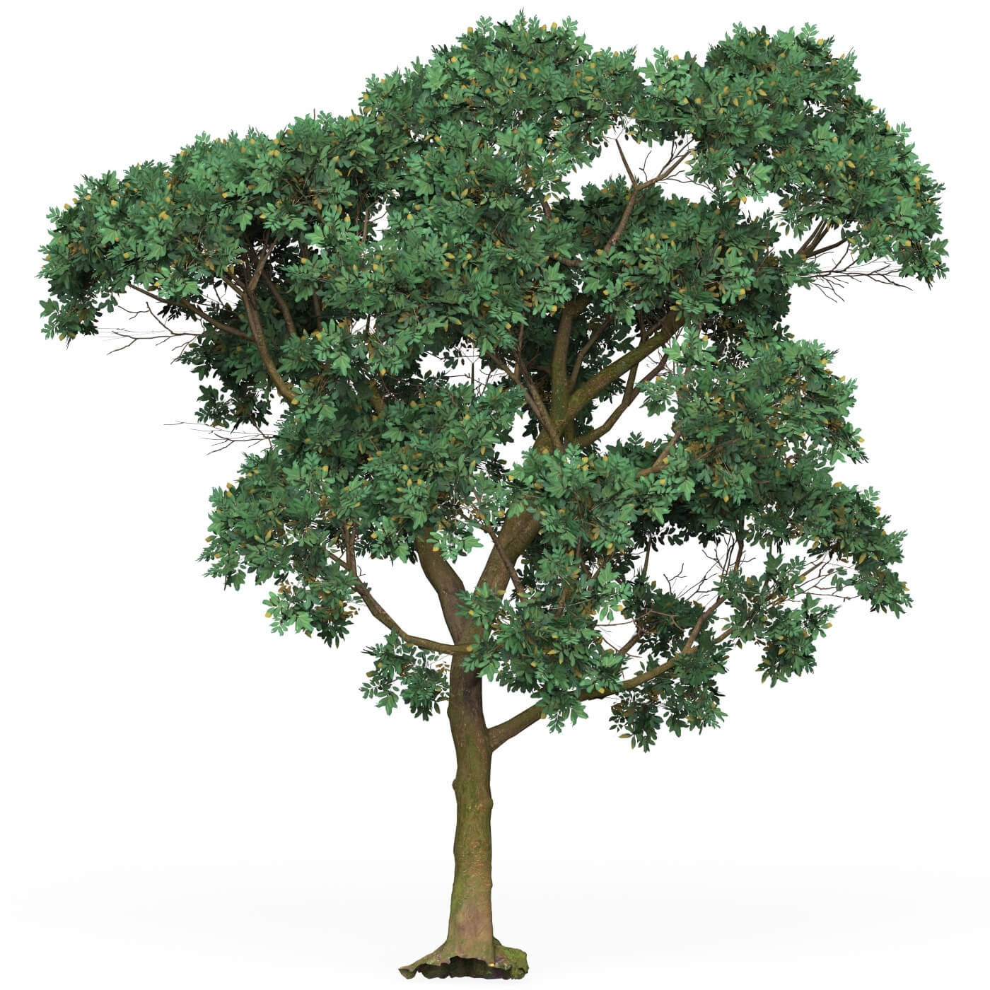 Game Ready Tree 20 - 3D Model by TreeWorld3d