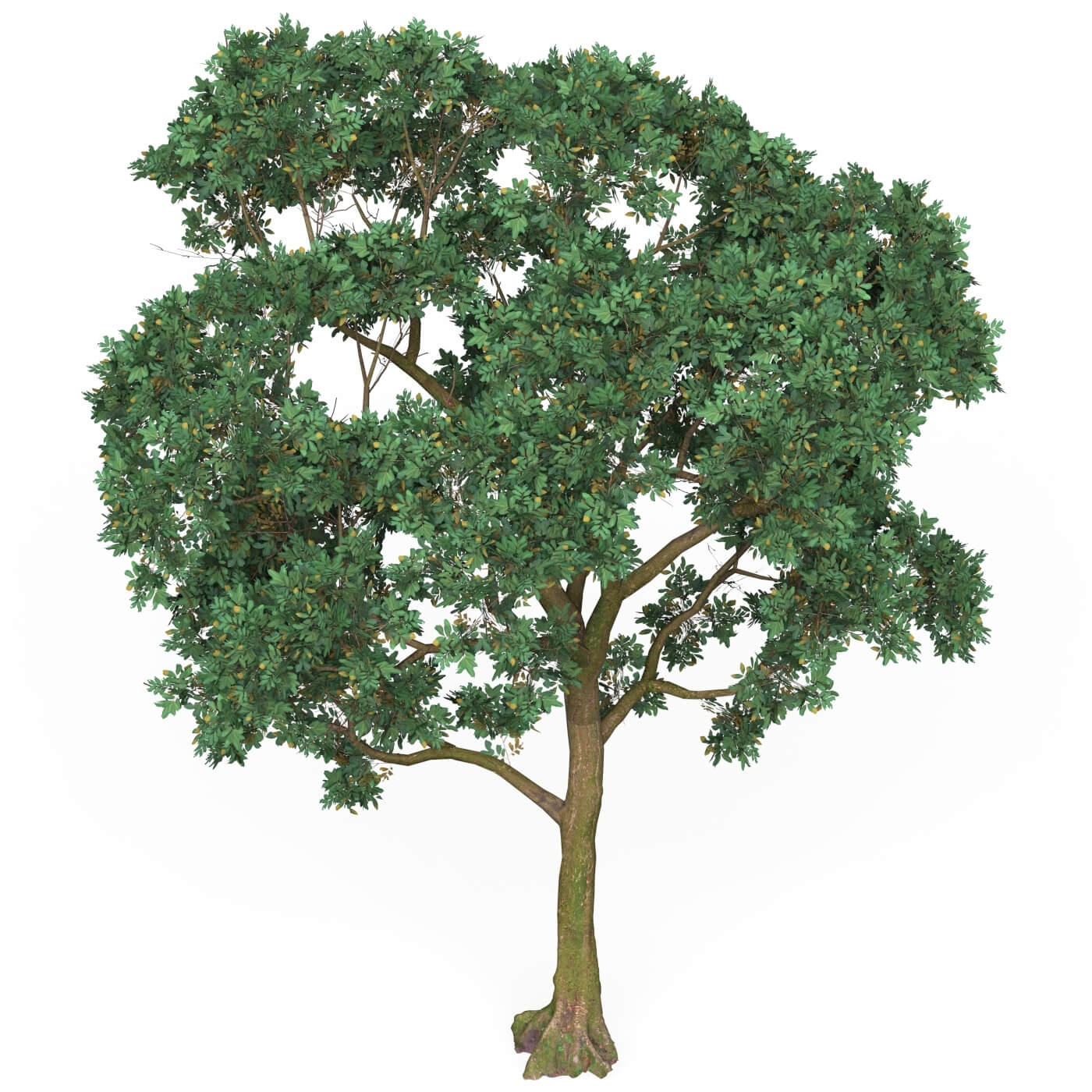 Game Ready Tree 20 - 3D Model by TreeWorld3d