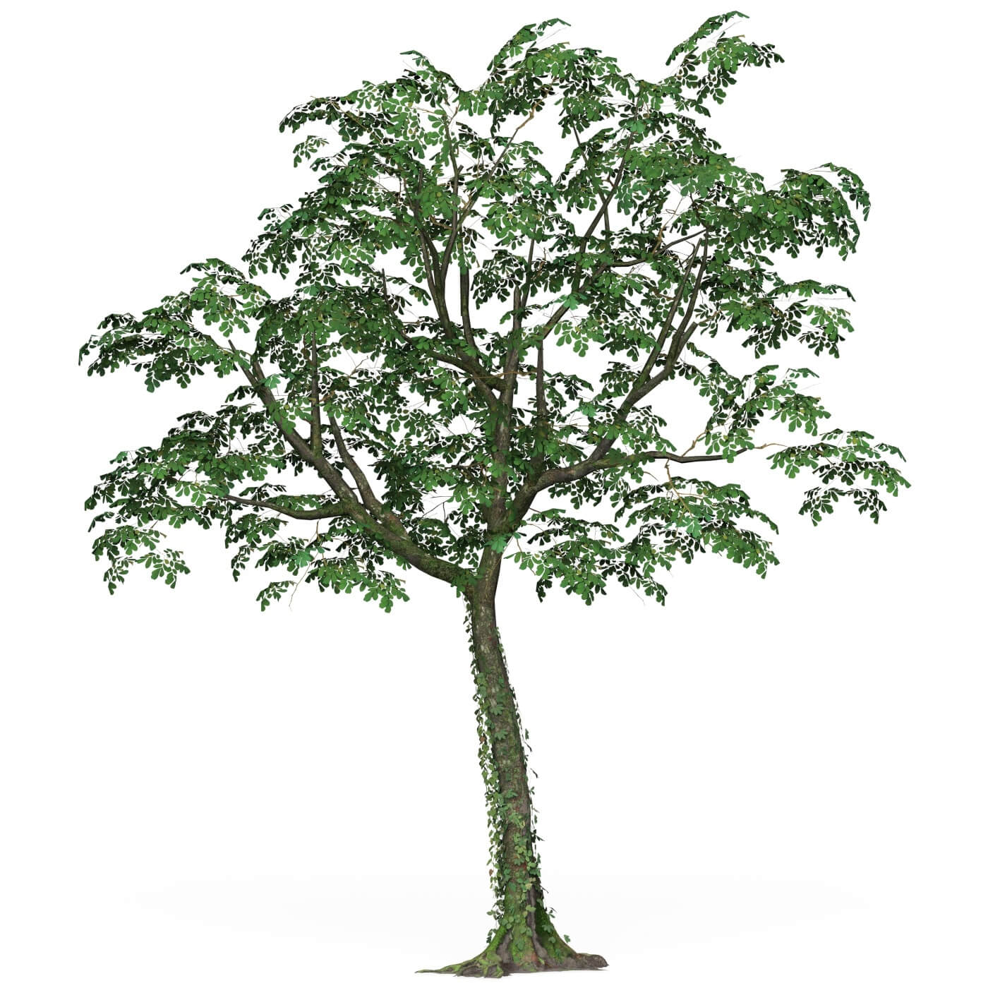 Game Ready Tree 21 - 3D Model by TreeWorld3d