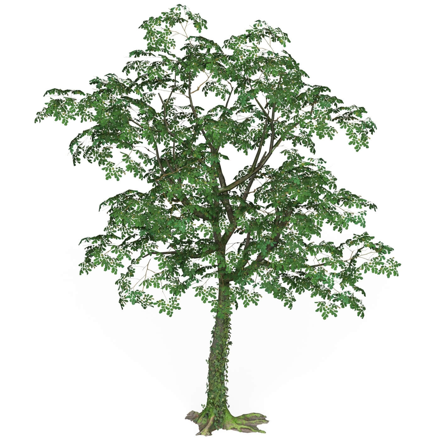 Game Ready Tree 21 - 3D Model by TreeWorld3d