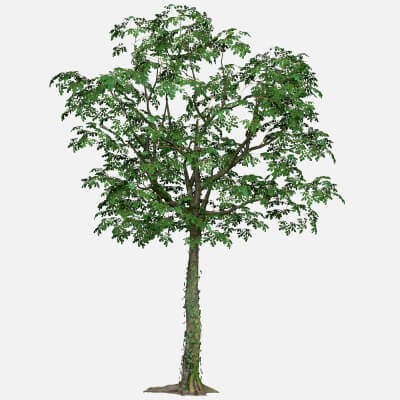 Game Ready Tree 21 - 3D Model by TreeWorld3d