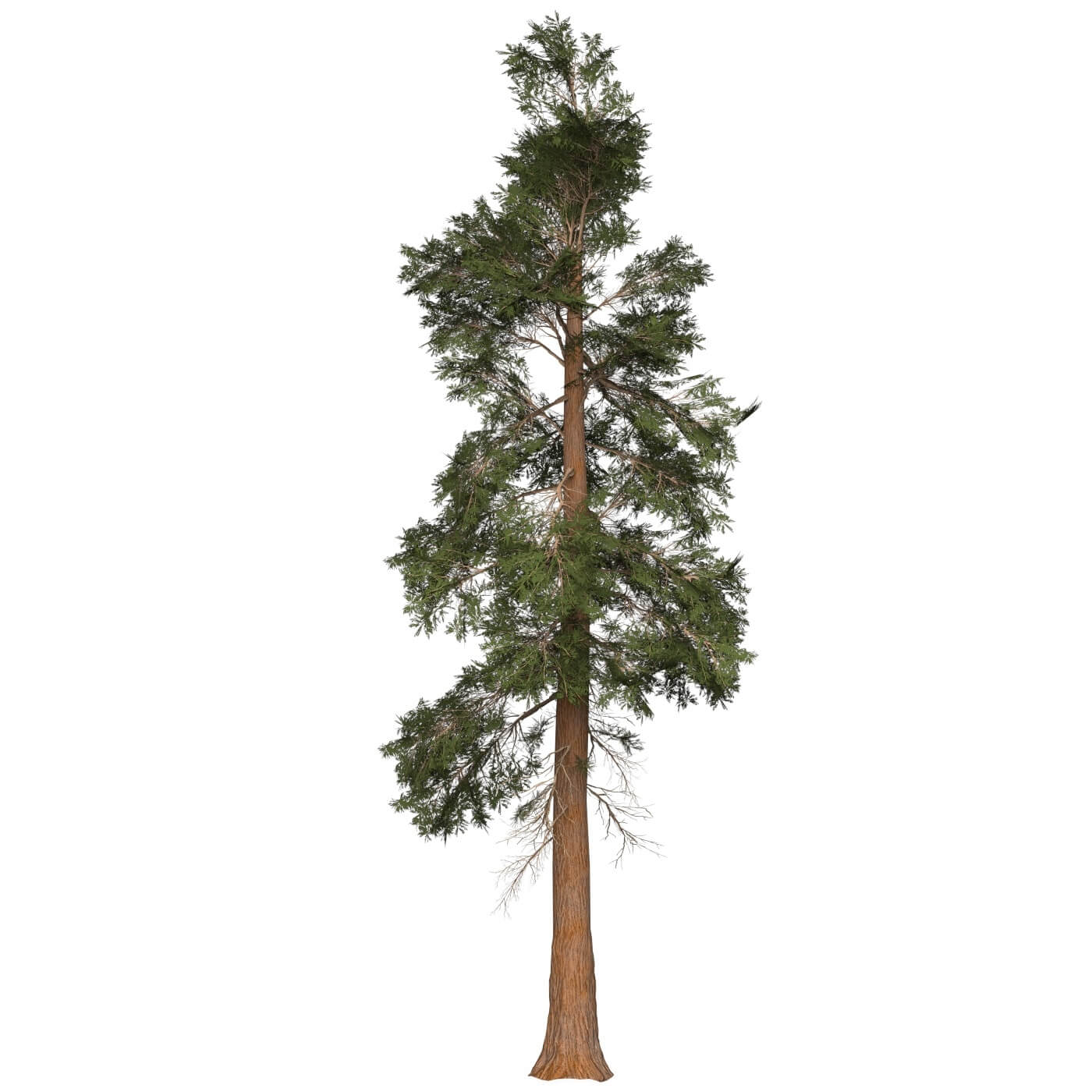 Game Ready Tree 24 - 3D Model by TreeWorld3d