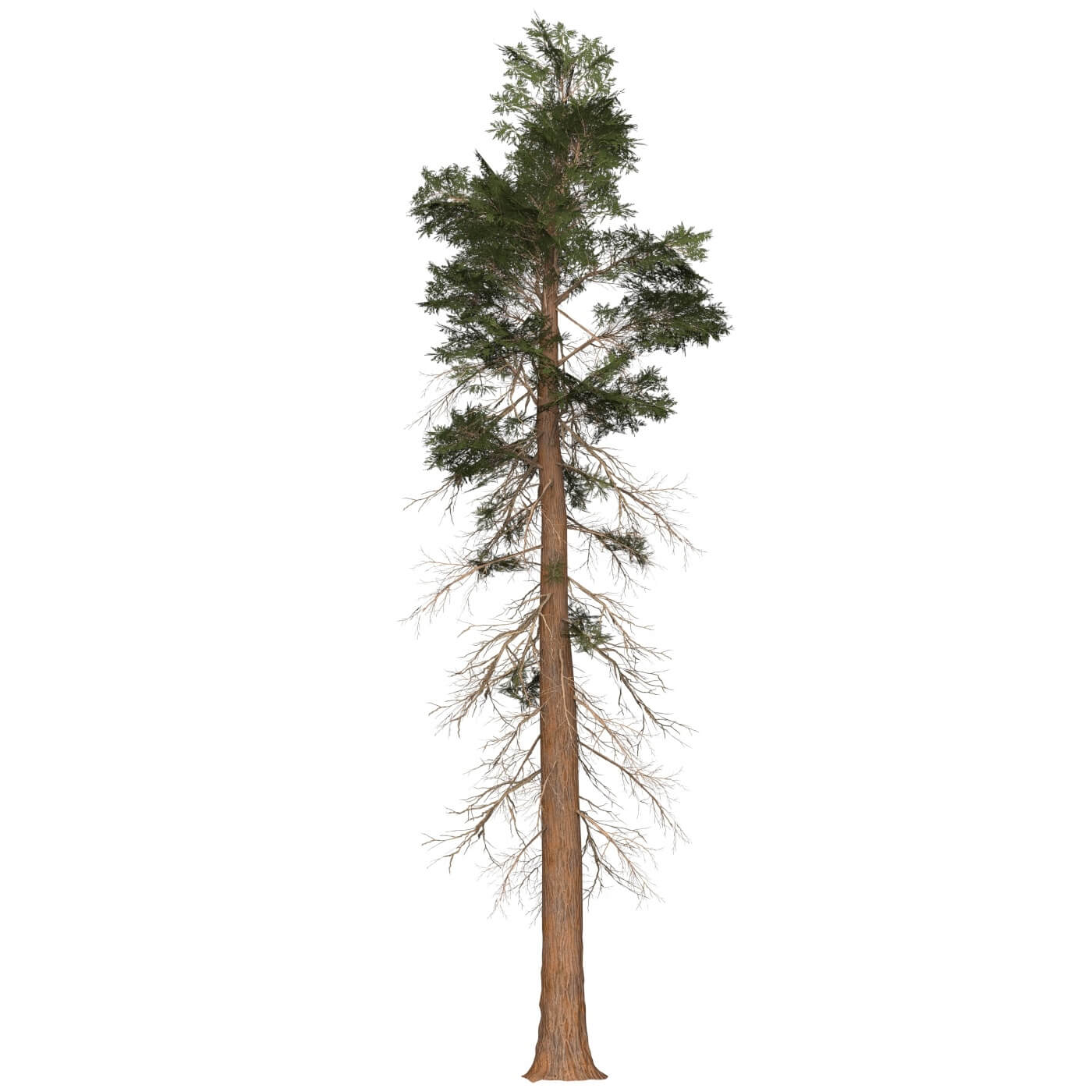 Game Ready Tree 25 - 3D Model by TreeWorld3d