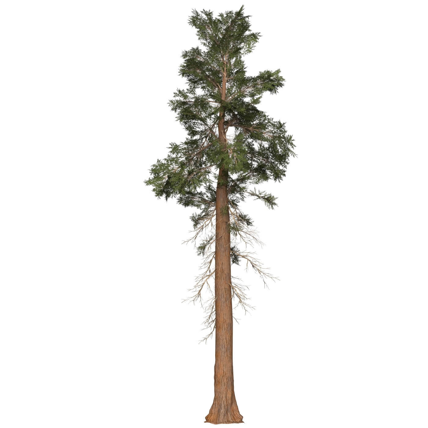 Game Ready Tree 27 - 3D Model by TreeWorld3d