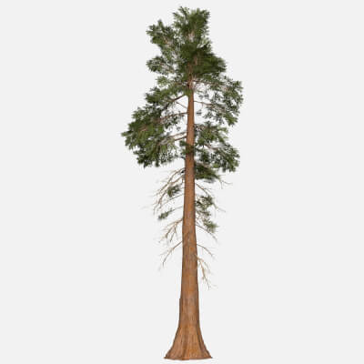 32 Game Ready Tree Collection - 02 3D Model by TreeWorld3d