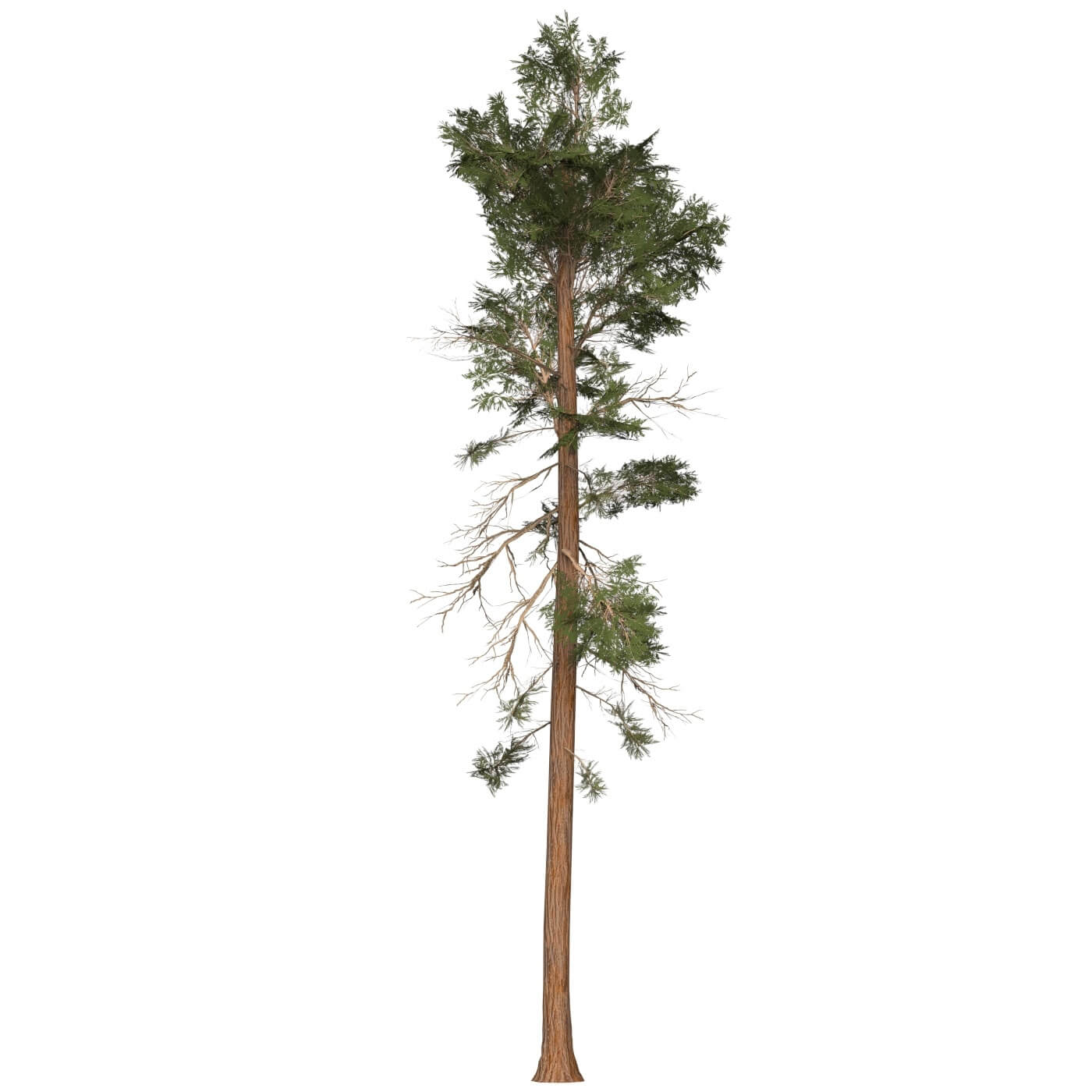 Game Ready Tree 30 - 3D Model by TreeWorld3d