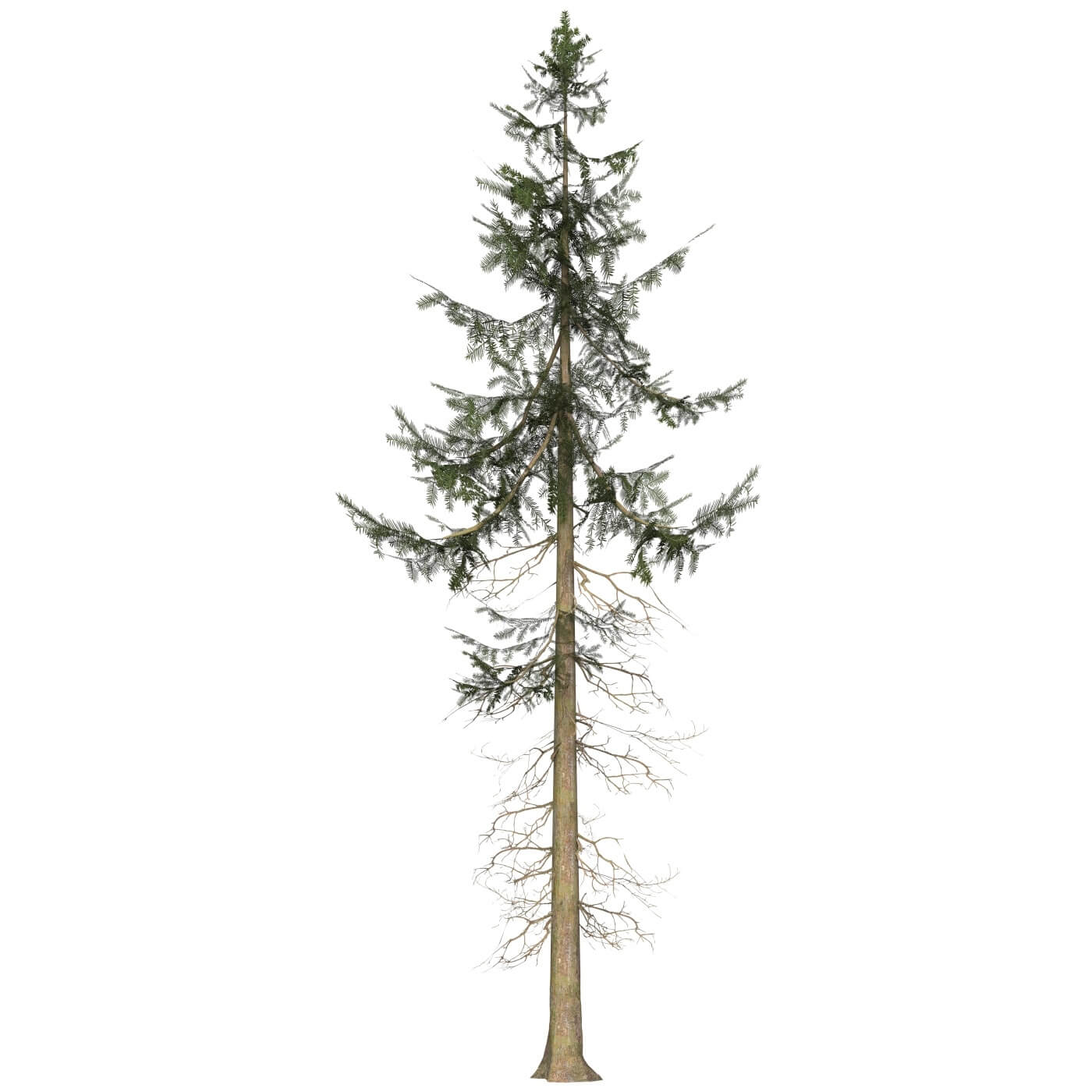 Game Ready Tree 35 - 3D Model by TreeWorld3d
