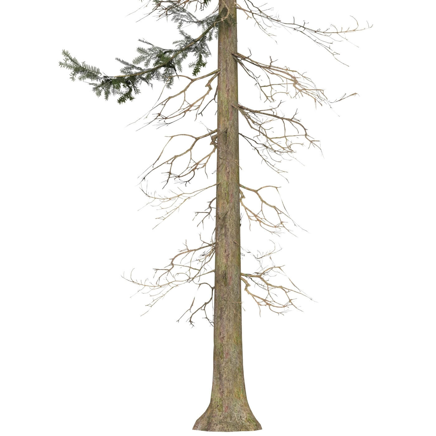 Game Ready Tree 35 - 3D Model by TreeWorld3d