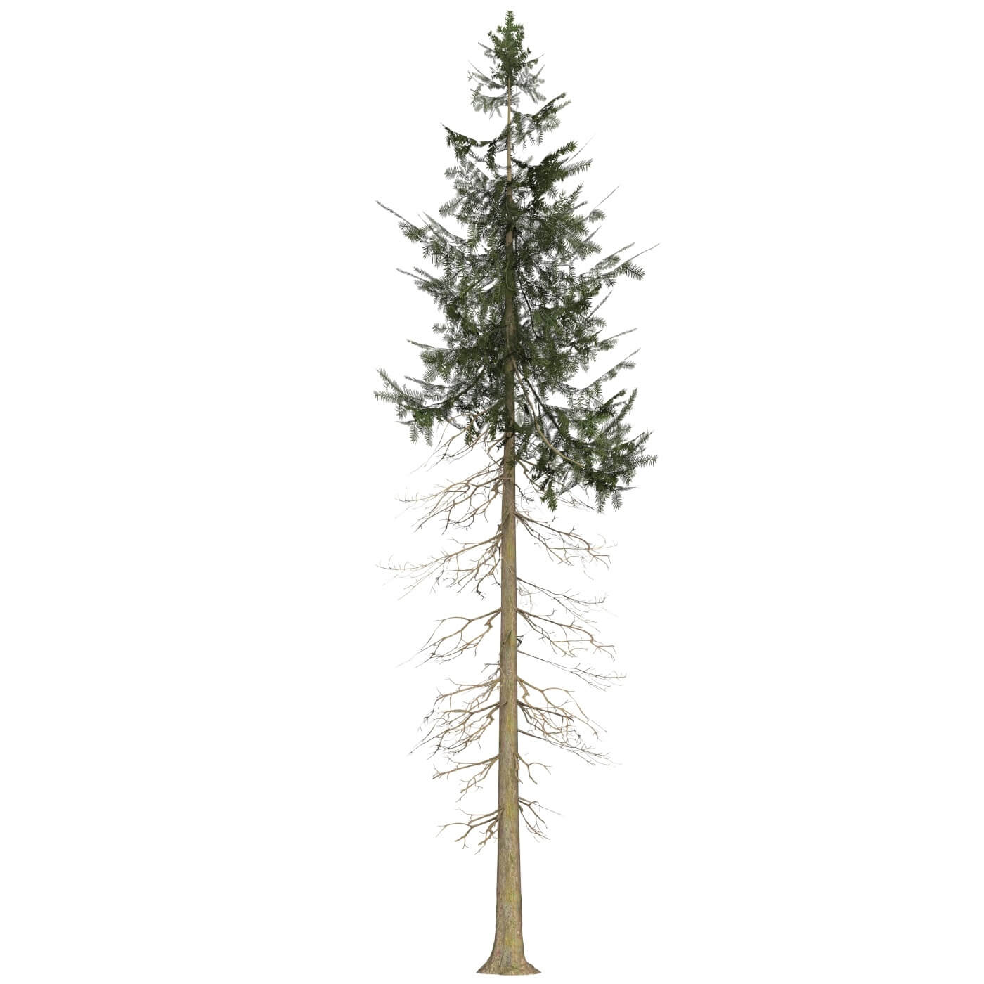 Game Ready Tree 37 - 3D Model by TreeWorld3d