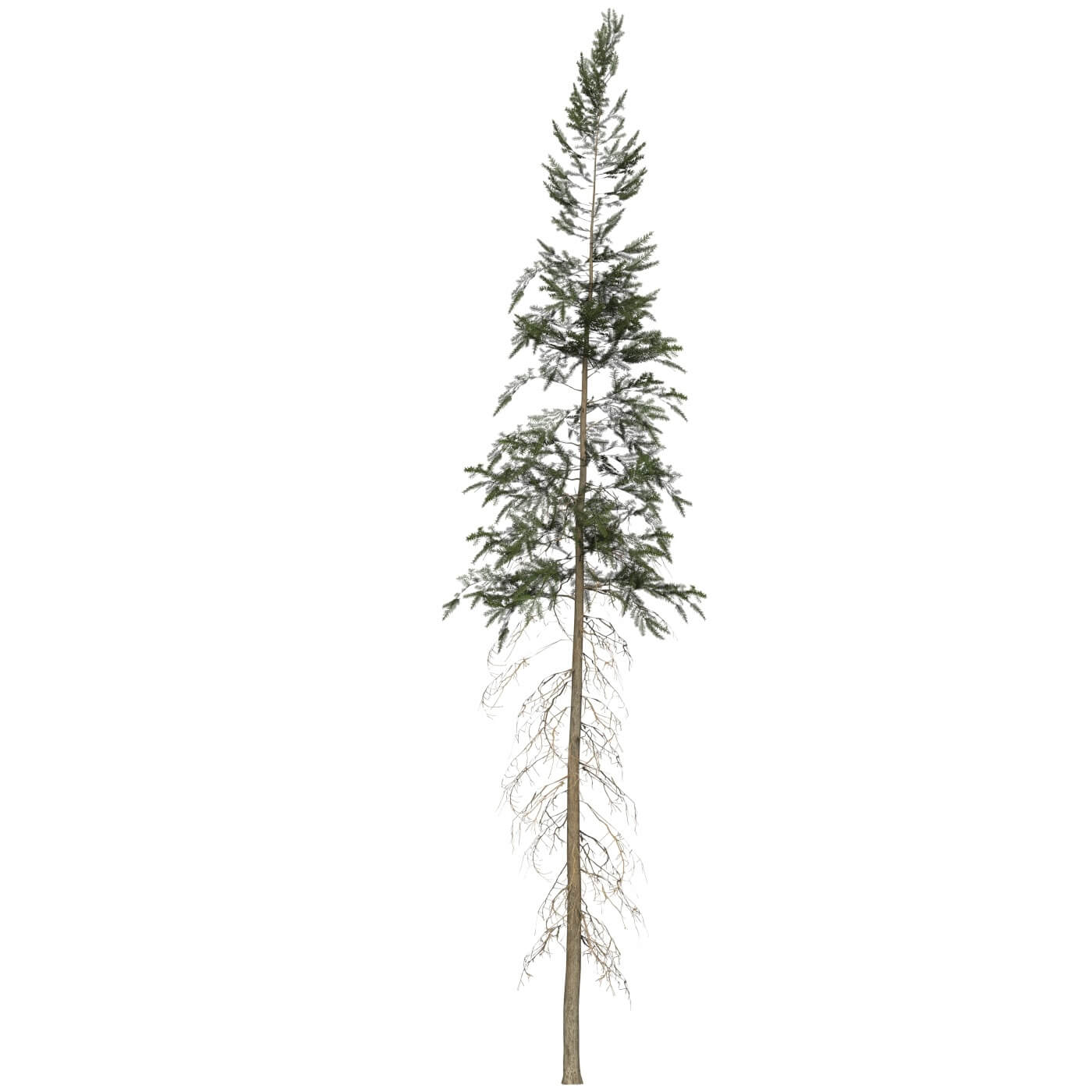 Game Ready Tree 41 - 3D Model by TreeWorld3d