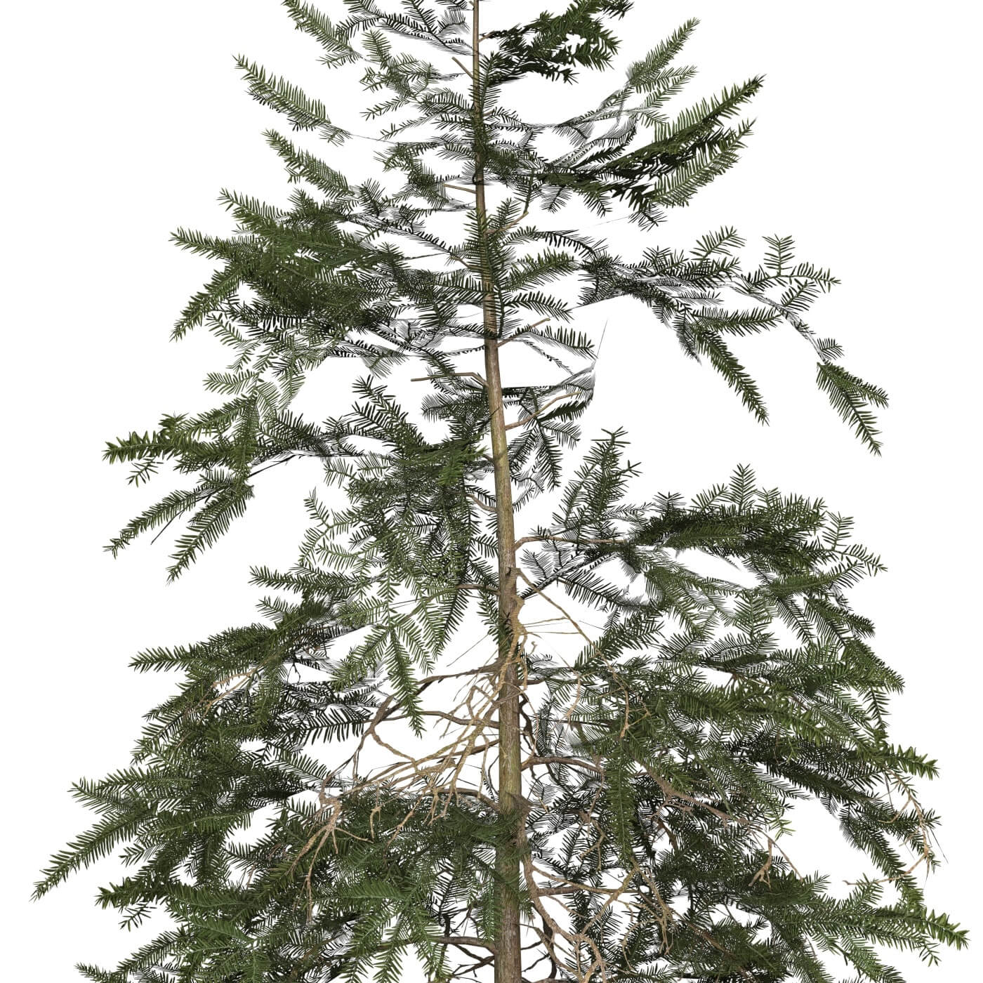 Game Ready Tree 44 - 3D Model by TreeWorld3d