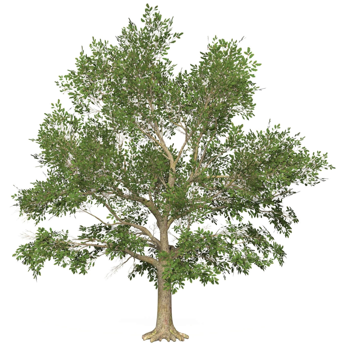 Game Ready Tree 45 - 3D Model by TreeWorld3d