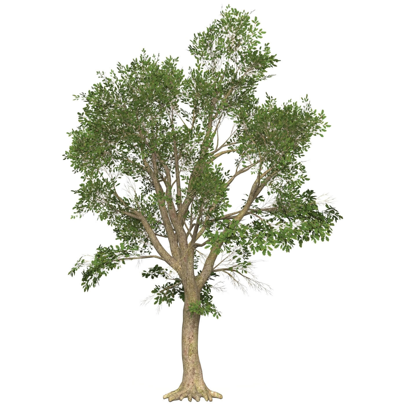 Game Ready Tree 46 - 3D Model by TreeWorld3d