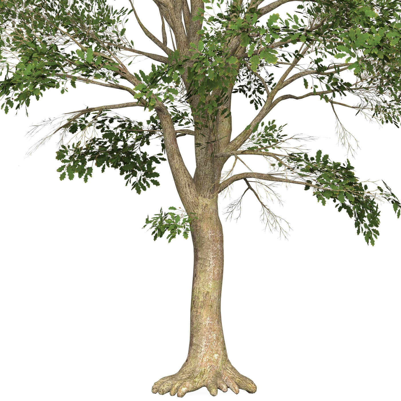 Game Ready Tree 46 - 3D Model by TreeWorld3d