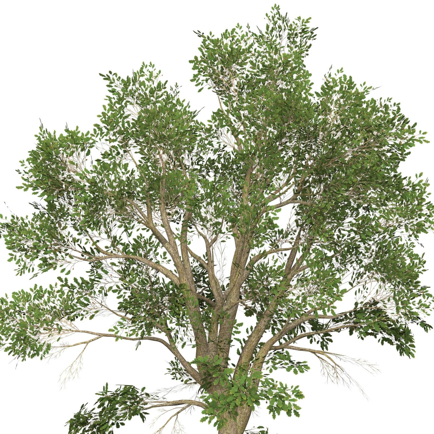 Game Ready Tree 46 - 3D Model by TreeWorld3d