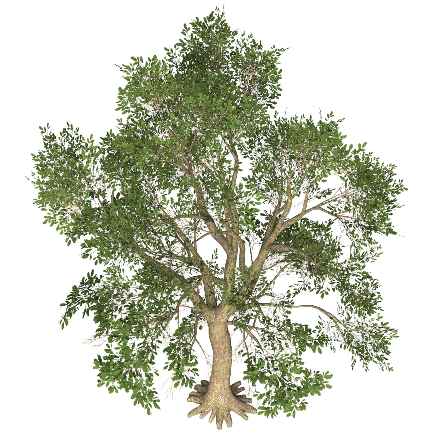 Game Ready Tree 46 - 3D Model by TreeWorld3d