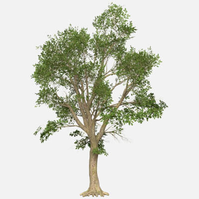 Game Ready Tree 46 - 3D Model by TreeWorld3d