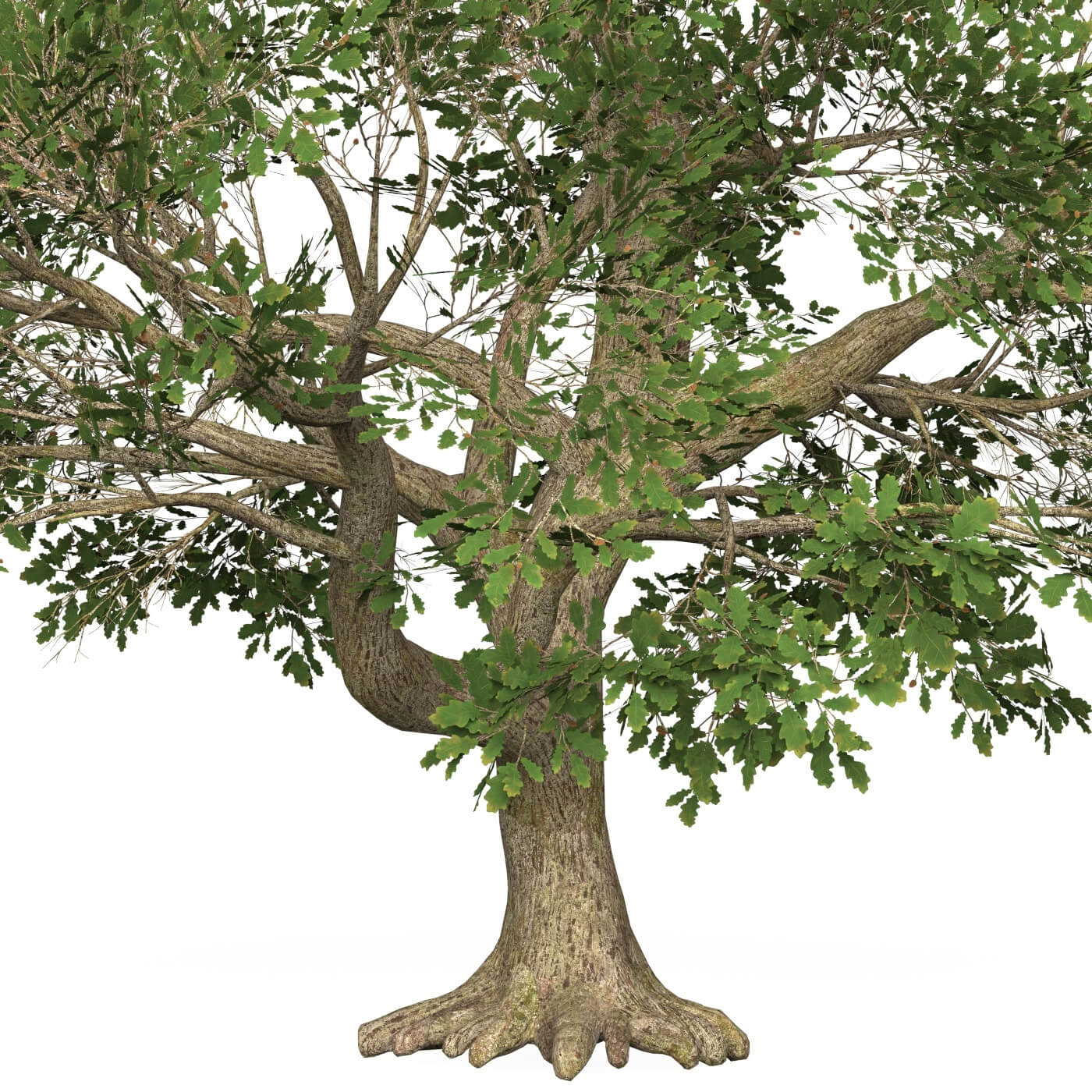 Game Ready Tree 47 - 3D Model by TreeWorld3d
