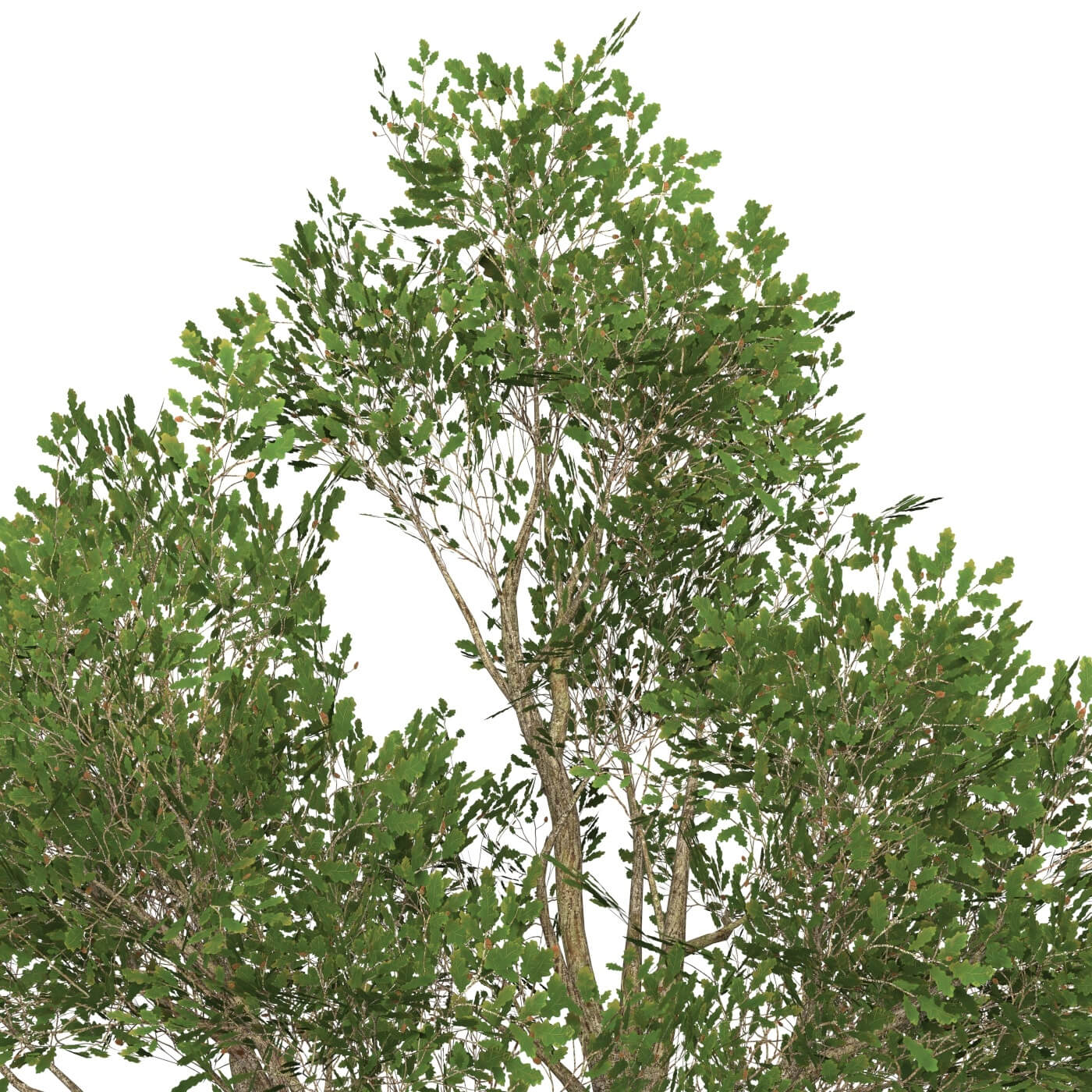 Game Ready Tree 48 - 3D Model by TreeWorld3d