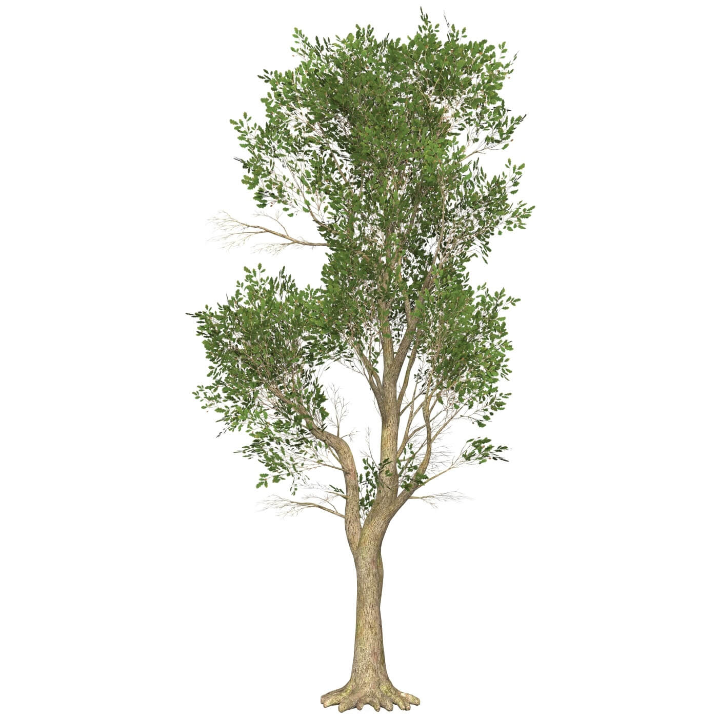 Game Ready Tree 49 - 3D Model by TreeWorld3d