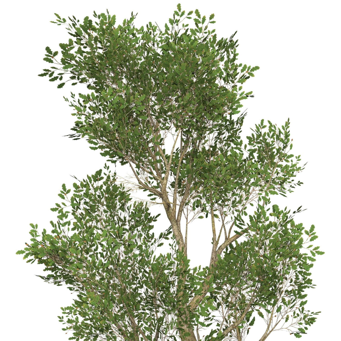 Game Ready Tree 49 - 3D Model by TreeWorld3d