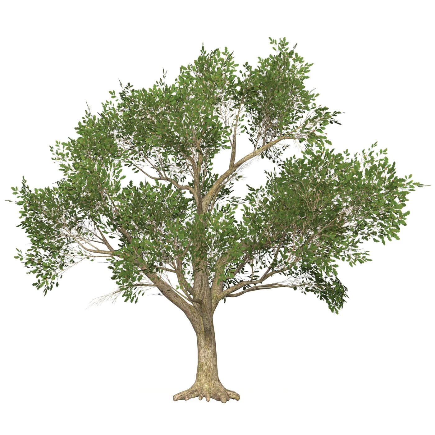 Game Ready Tree 50 - 3D Model by TreeWorld3d