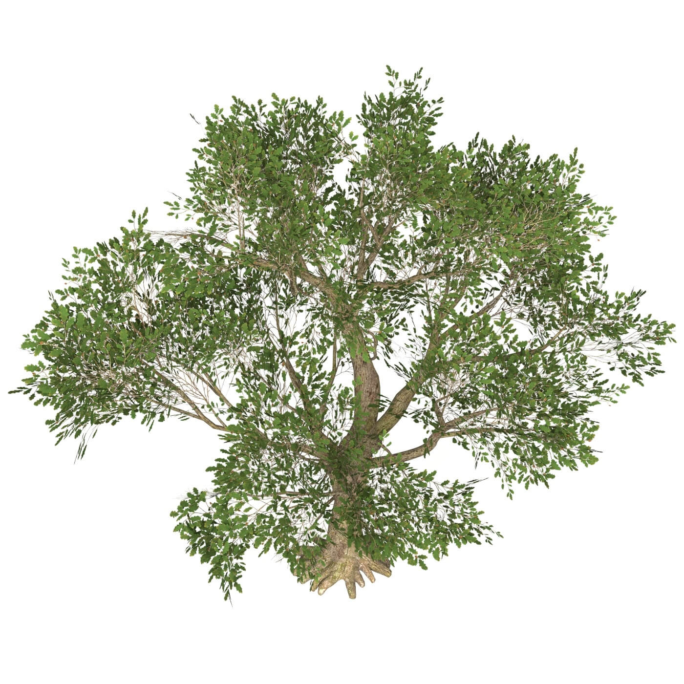 Game Ready Tree 50 - 3D Model by TreeWorld3d