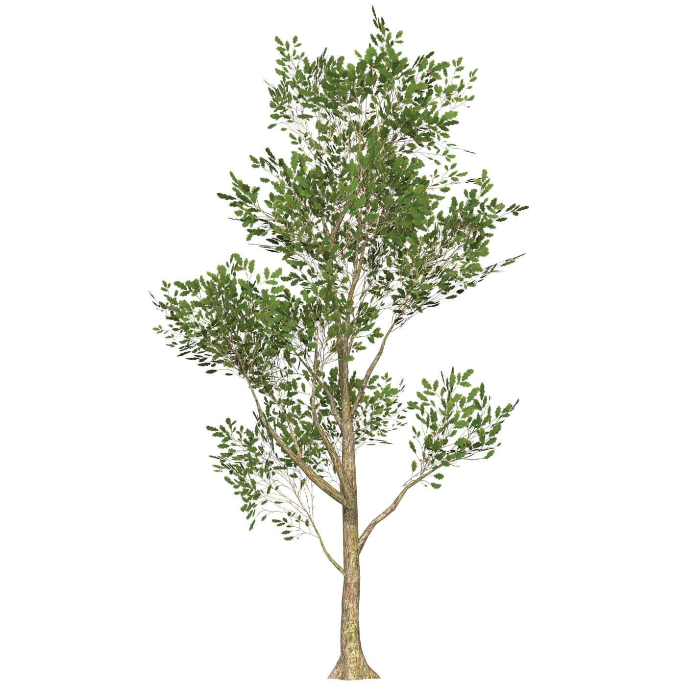 Game Ready Tree 53 - 3D Model by TreeWorld3d