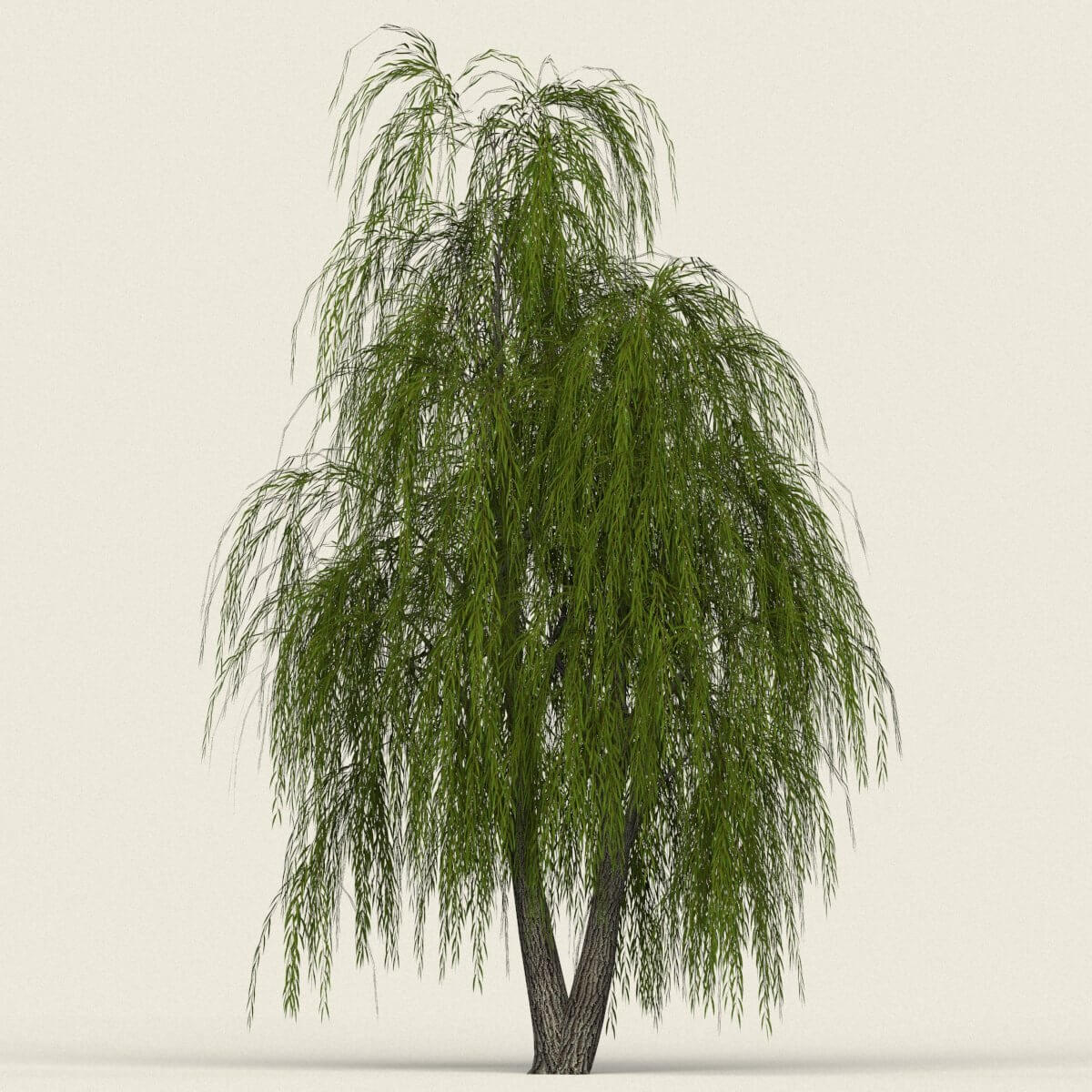 Willow Tree 01 - 3D Model by TreeWorld3d