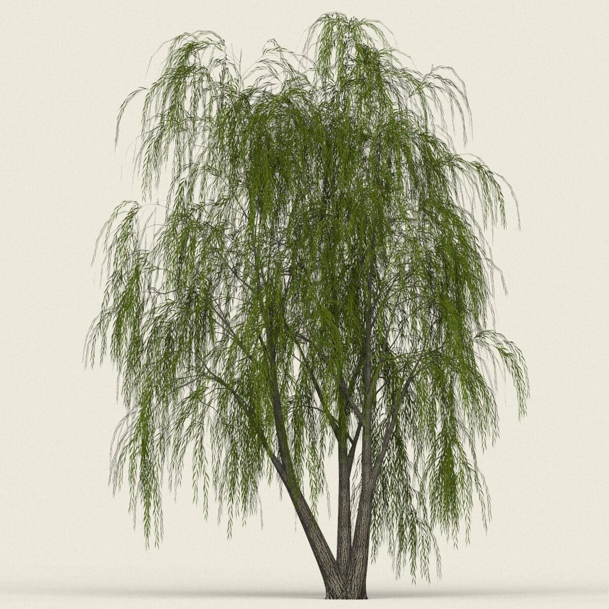 Willow Tree 03 - 3D Model by TreeWorld3d